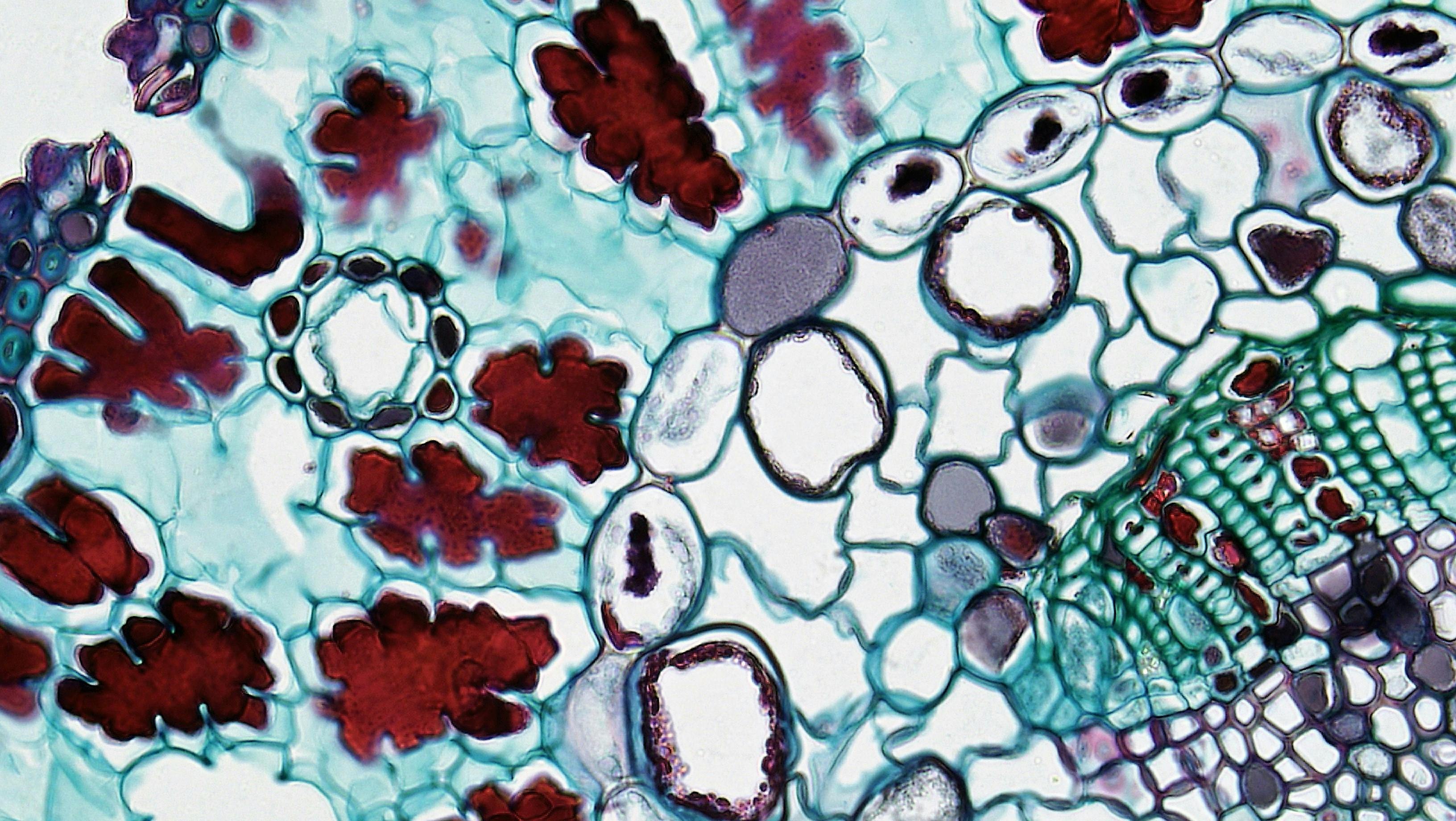 What Is Autophagy? Cellular Renewal, Mitochondria & Nutrients - Trūspan